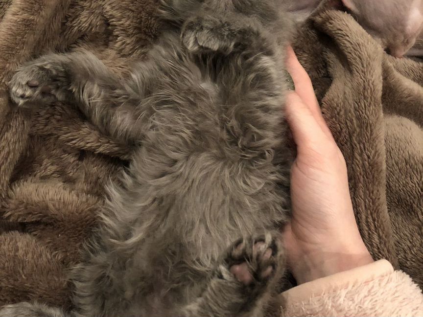 Кудрявый Котенок девочка