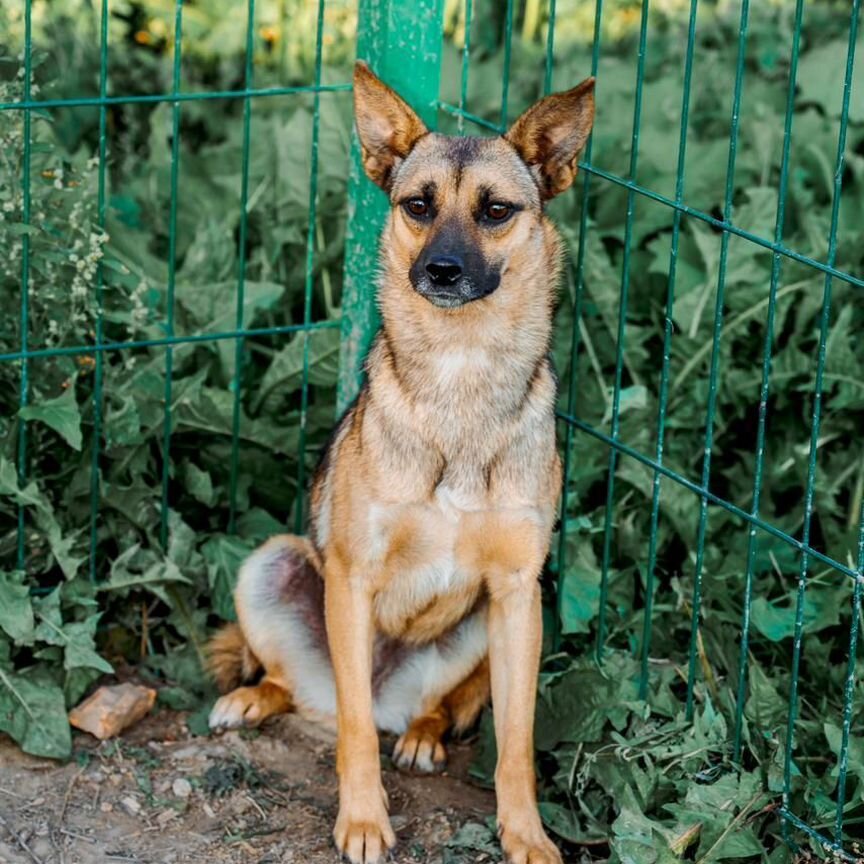 Собака в добрые руки