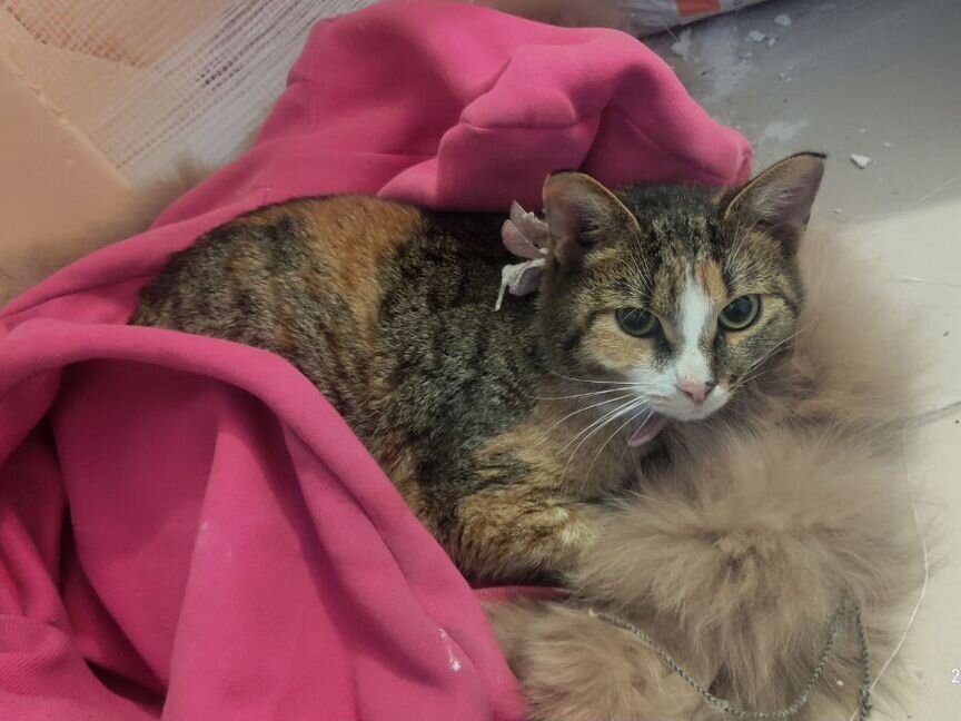 Котёнок (6 мес)сейчас в подъезде. Нужен дом