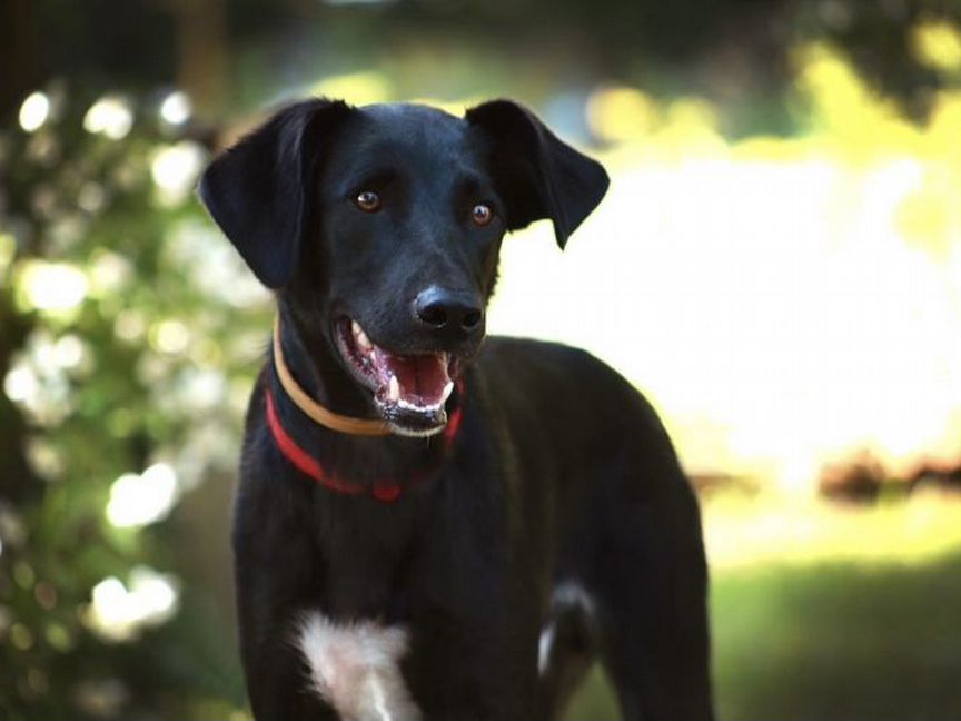 Чаплин ищет дом