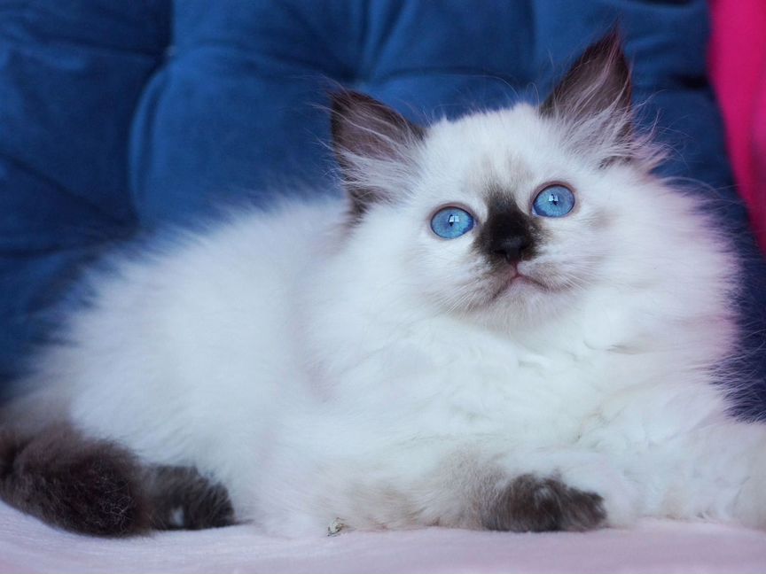 Невская маскарадная кошечка из питомника
