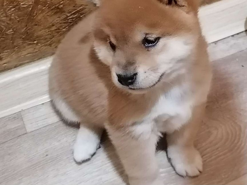 Щенки сиба шиба ину