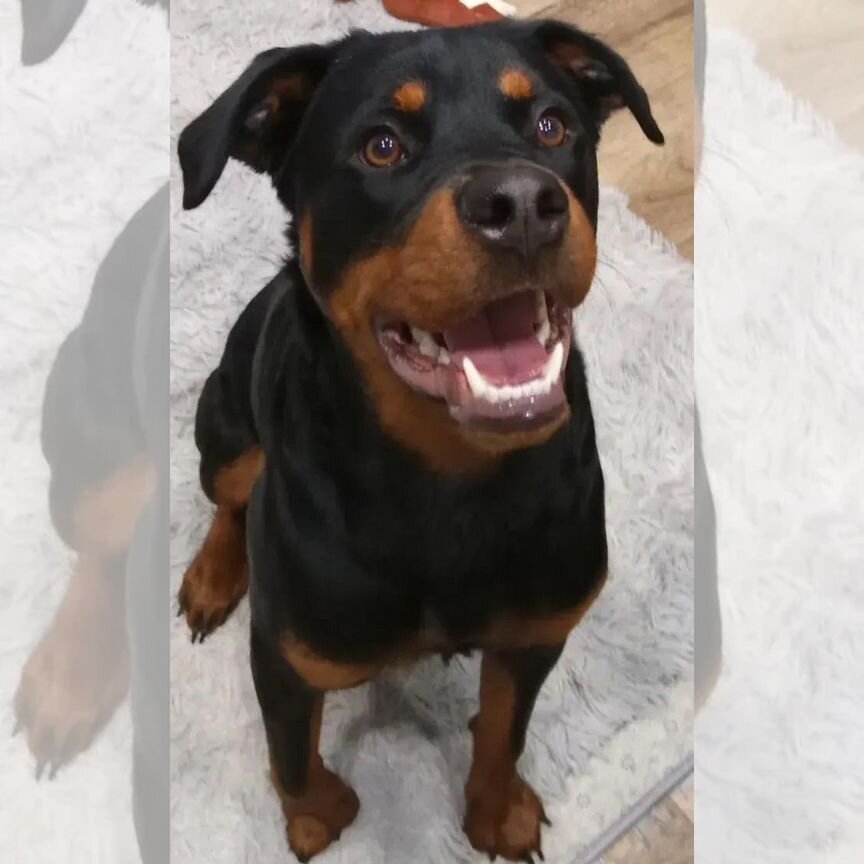 Ротвейлер, щенок