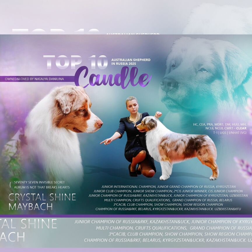 Австралийская овчарка вязка