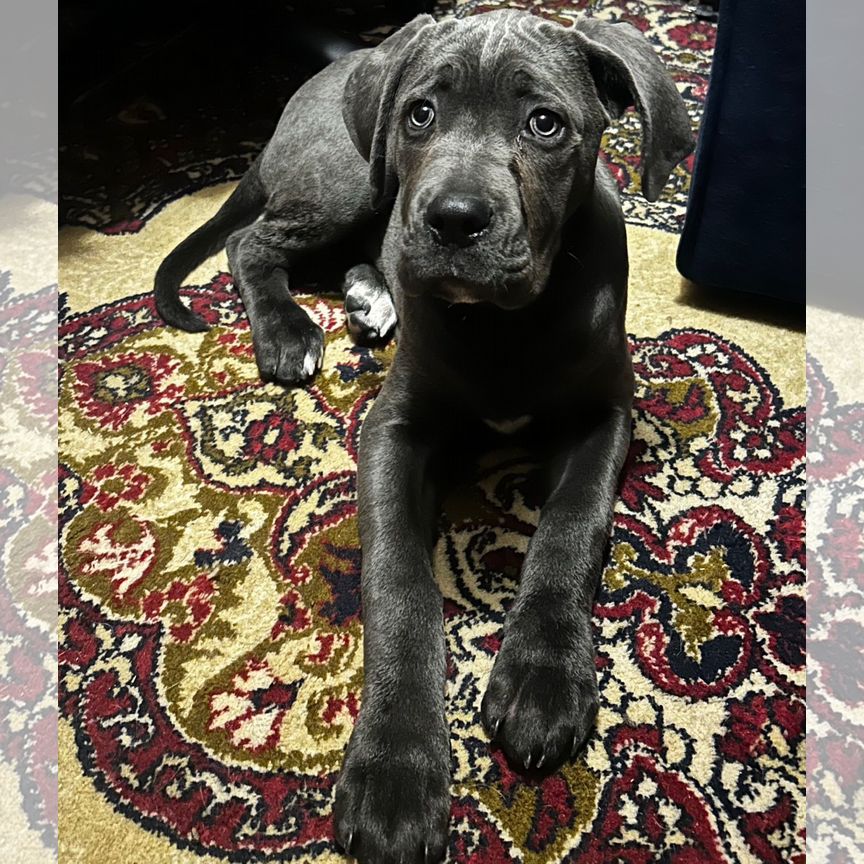 Кане-корсо, щенок