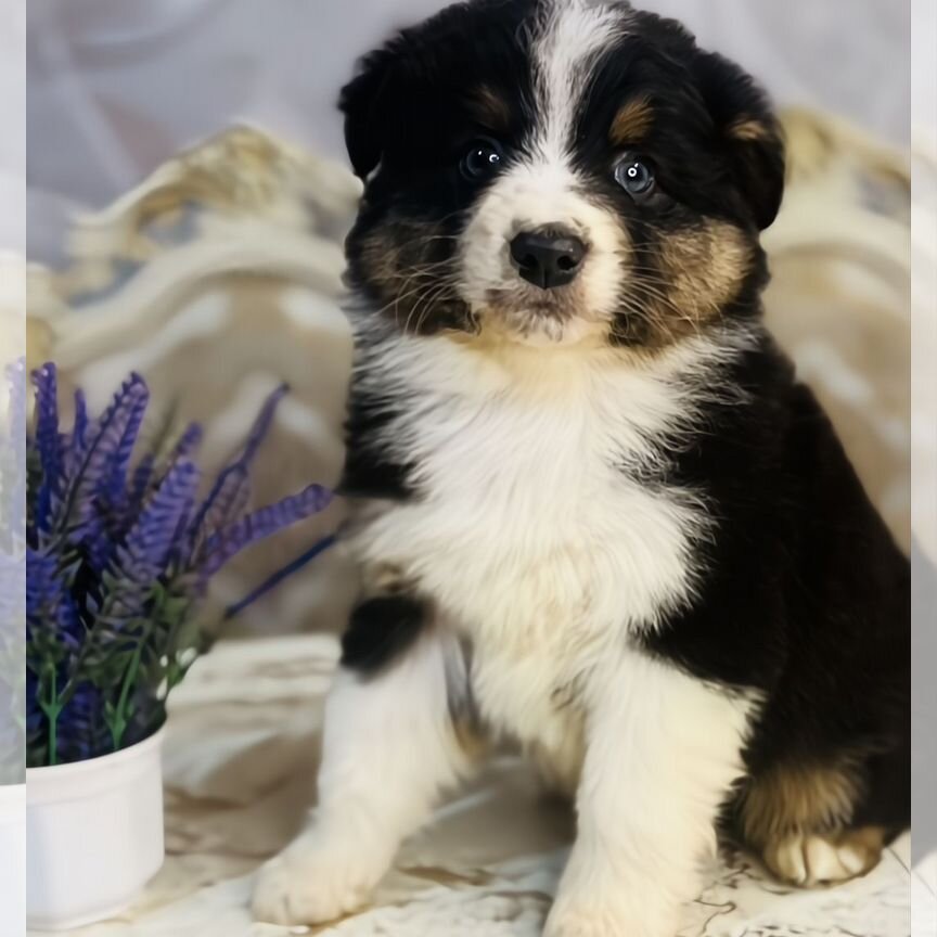 Австралийская овчарка, щенок