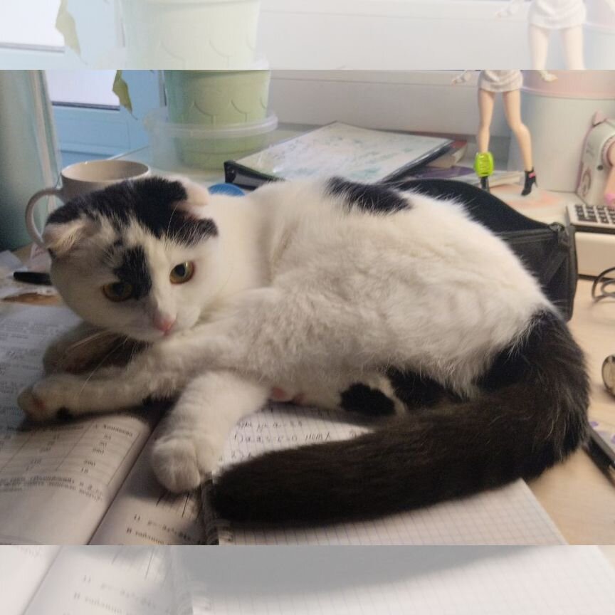 Кошечка