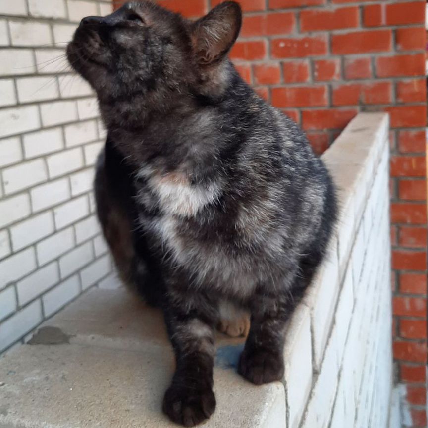 Взрослая кошка в добрые руки