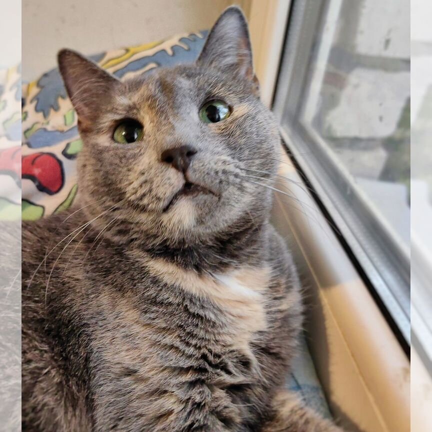Кошка София ищет семью
