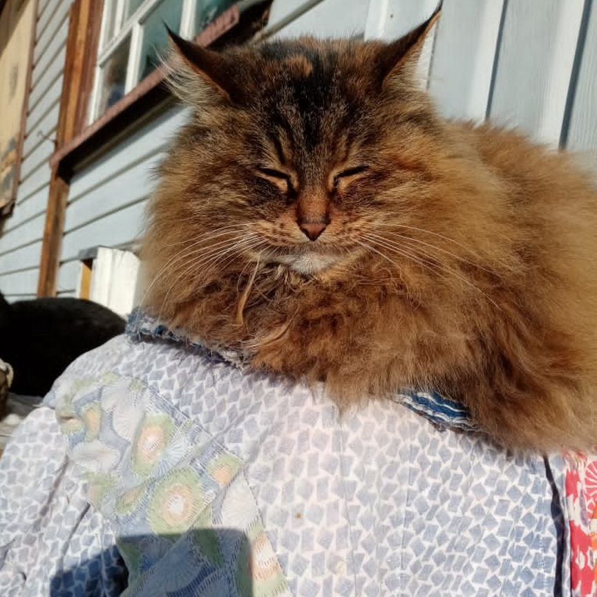 Сибирская, взрослая кошка