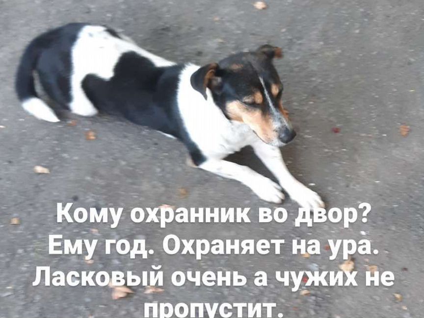 Метис курцхаара