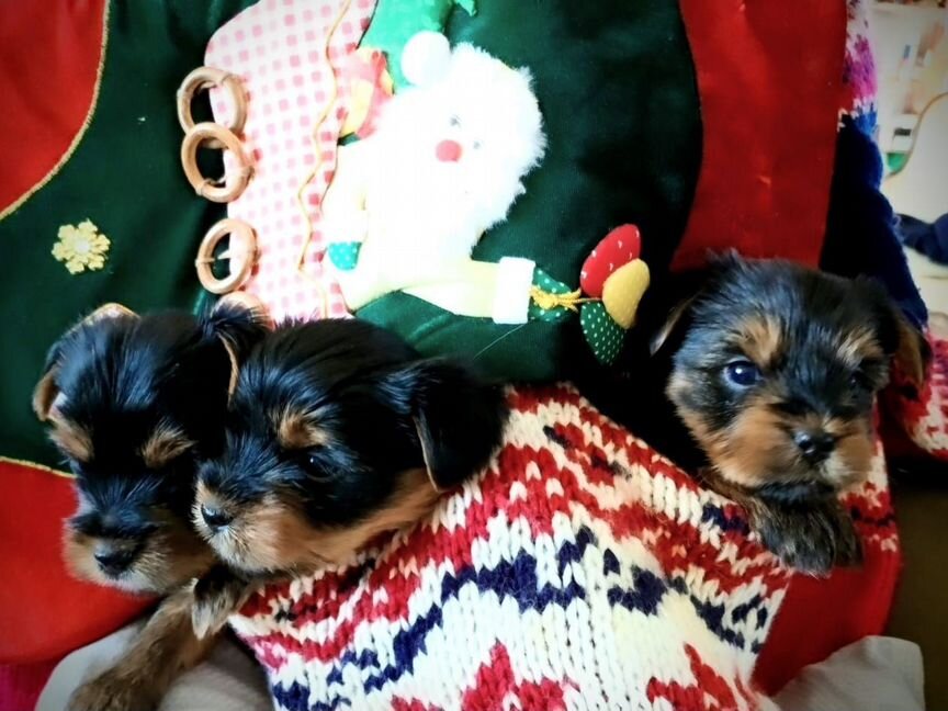 Йоркширский терьер щенки