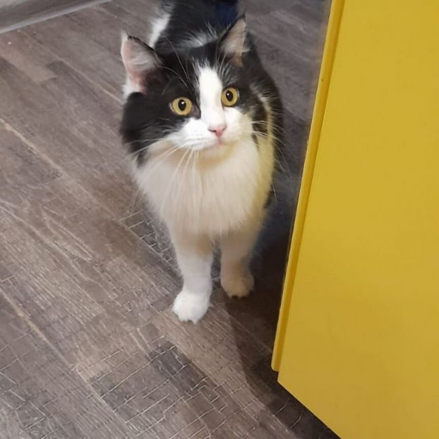 Кошечка в добрые руки