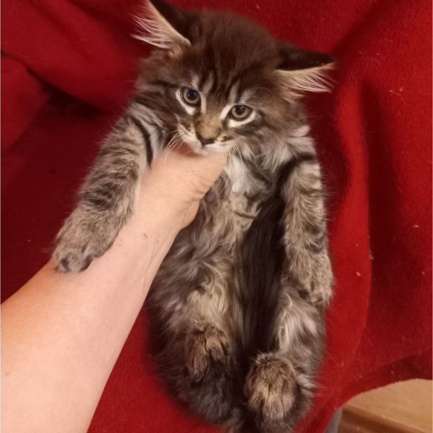 Сибирский котёнок