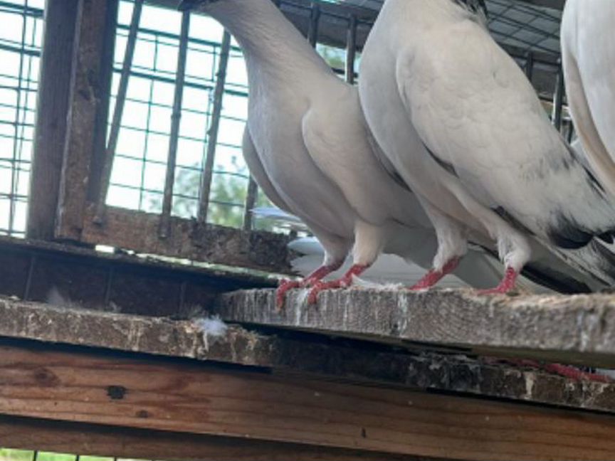 Венские голуби