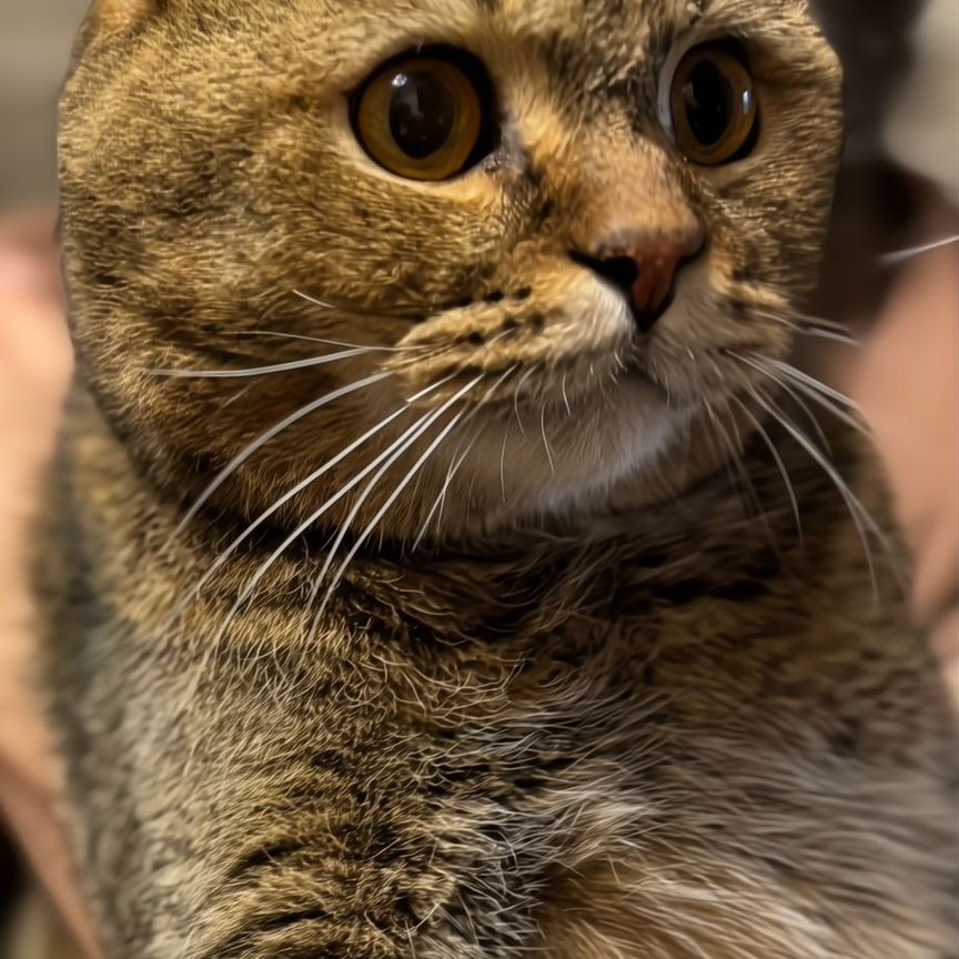 Шотландский вислоухий длинношёрстный, взрослый кот