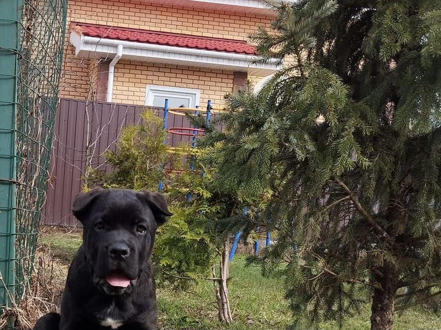 Щенки кане корсо