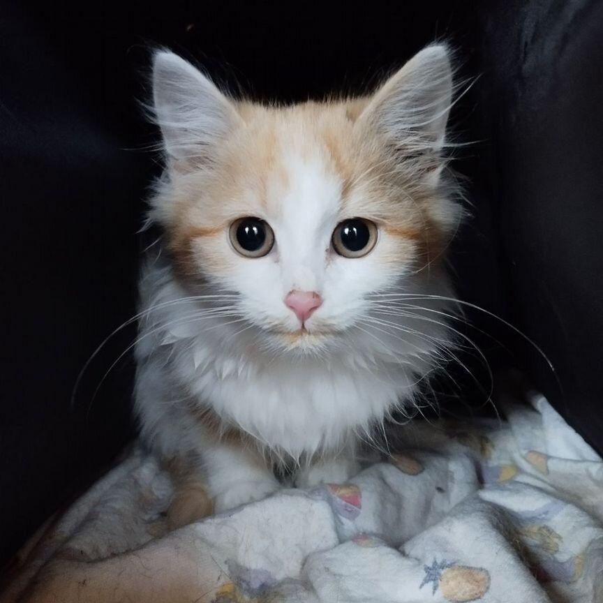 Пушистая красотка