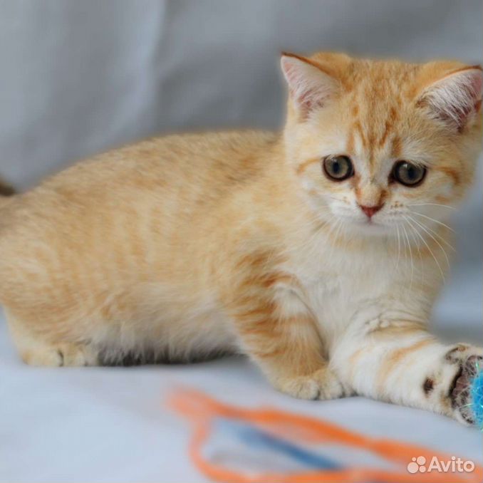 Шотландская золотая девочка Фенечка