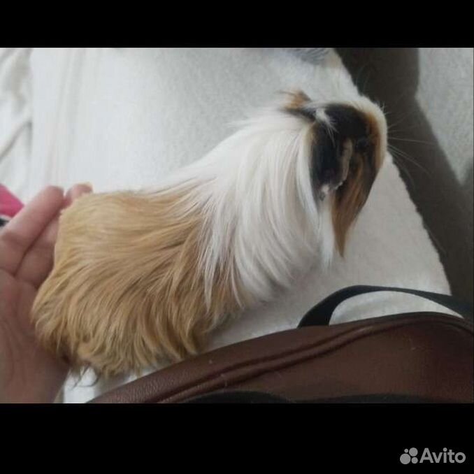 Морская свинка шелти мальчик