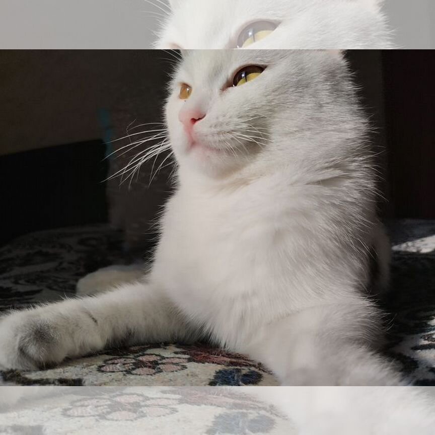 Взрослый кот в добрые руки