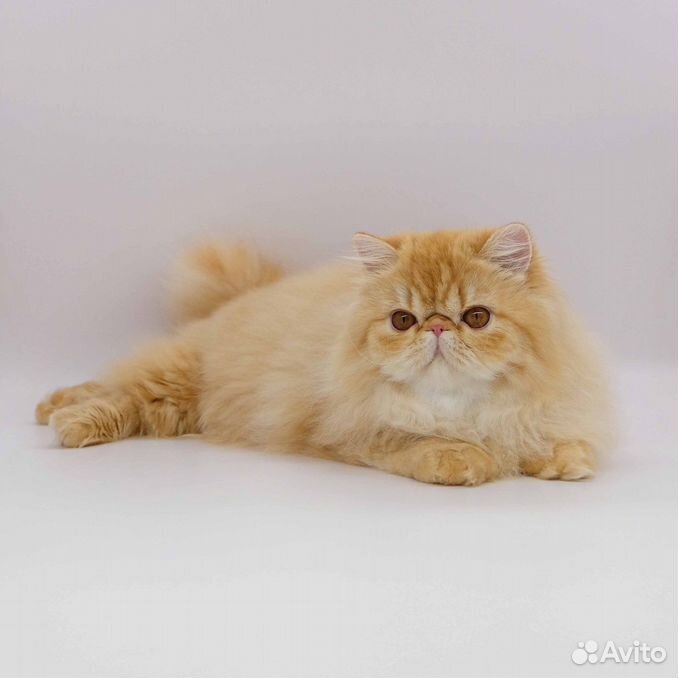 Персидская девочка 8 месяцев