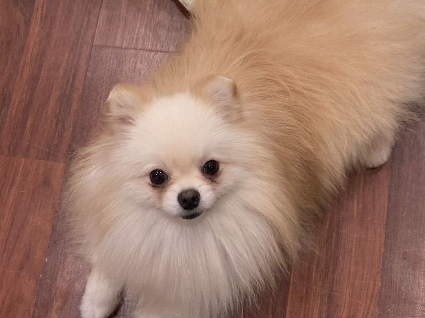 Померанский шпиц