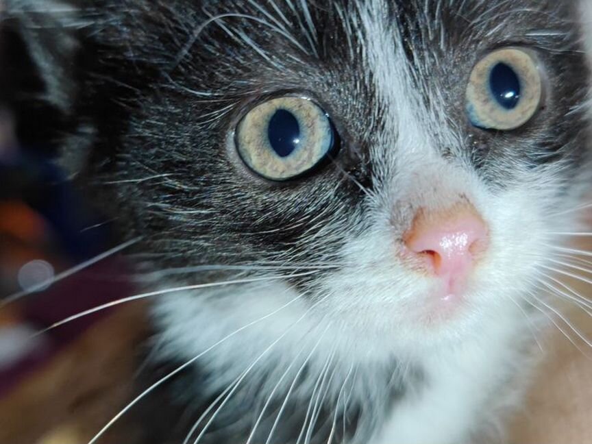 Мурчатель музыкальный котенок