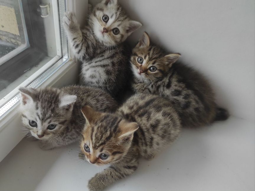 Кошка