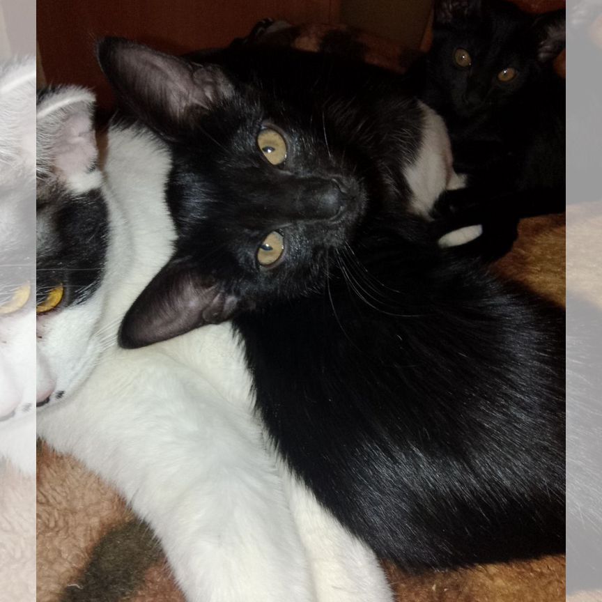 Ориентальные котята бесплатно