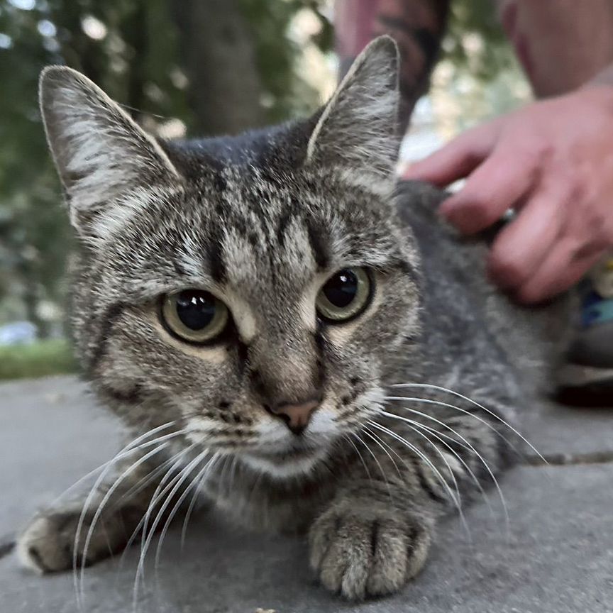 Кошечка Мотя в добрые руки