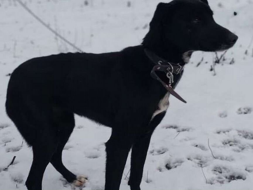 Собачка Айка