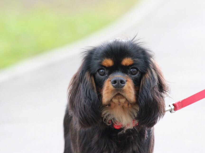 Подрощенный щенок кавалер кинг чарльз спаниеля