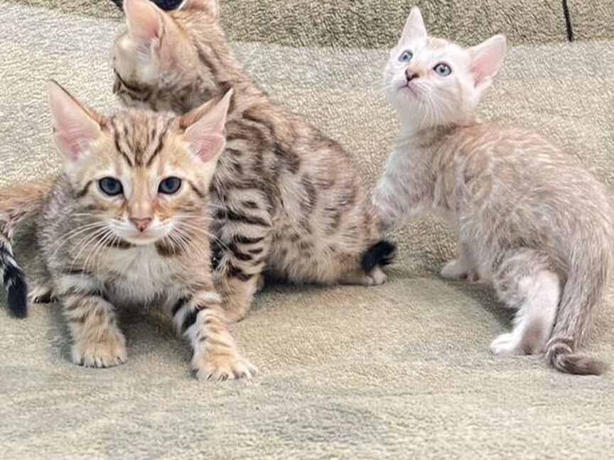 Бенгальские котята