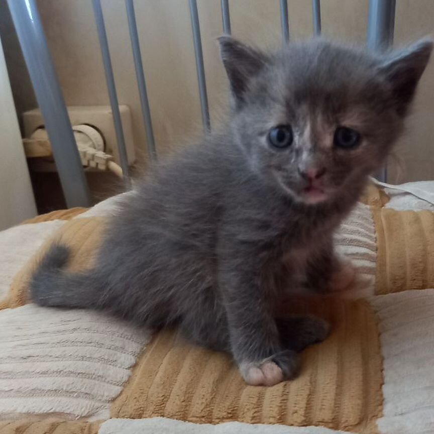 Котёнок 2 месяца игривый,ласковый