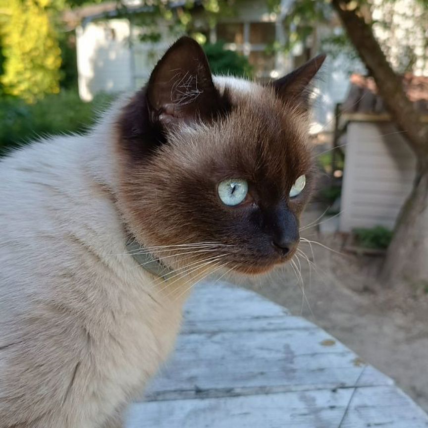 Кот в добрые руки