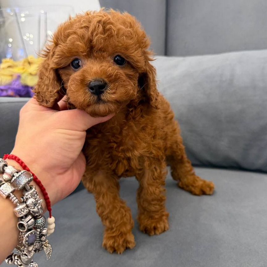 Той-пудель, щенок