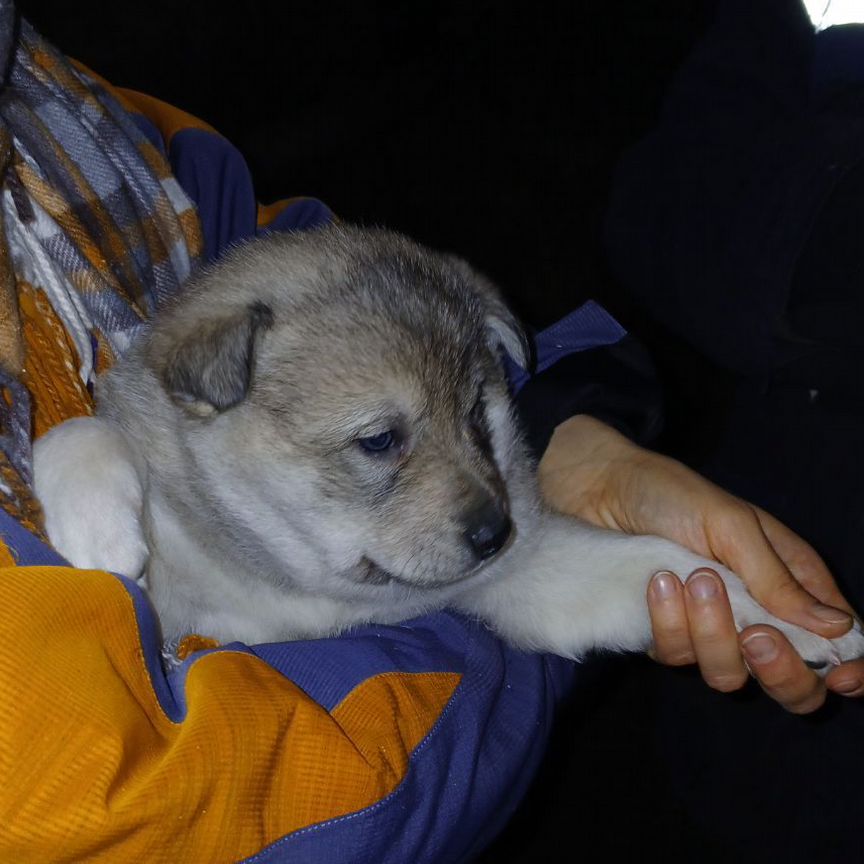 Западносибирская лайка, щенок