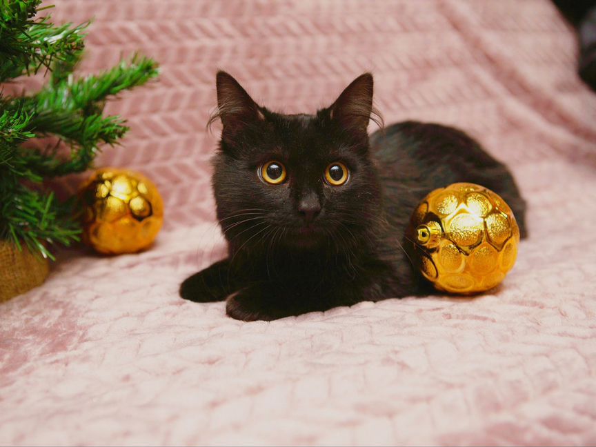 Чёрный котёнок Мефичик в добрые руки
