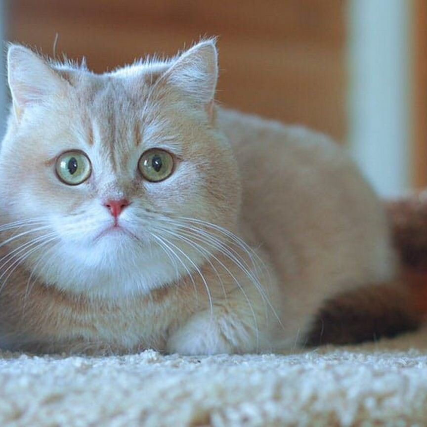 Кошка золотая шиншилла стерилизованная