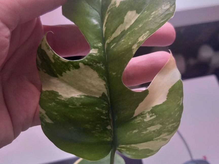 Рафидофора тетрасперма вариегатная