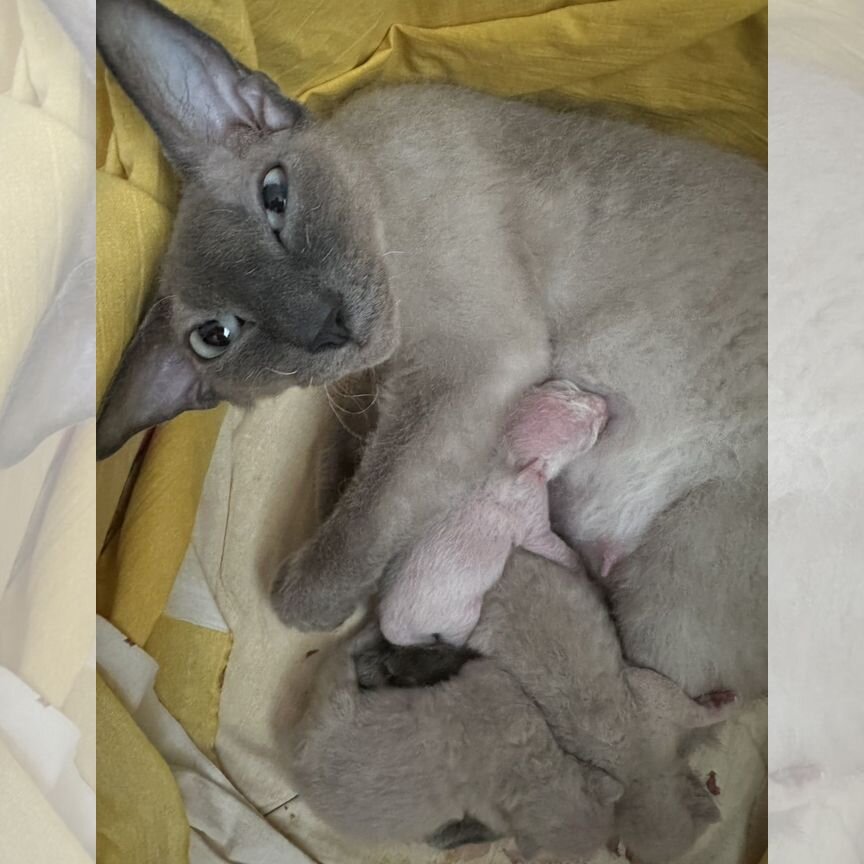 Канадский сфинкс котёнок