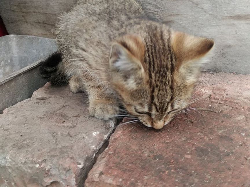 Отадим котят в добрые руки