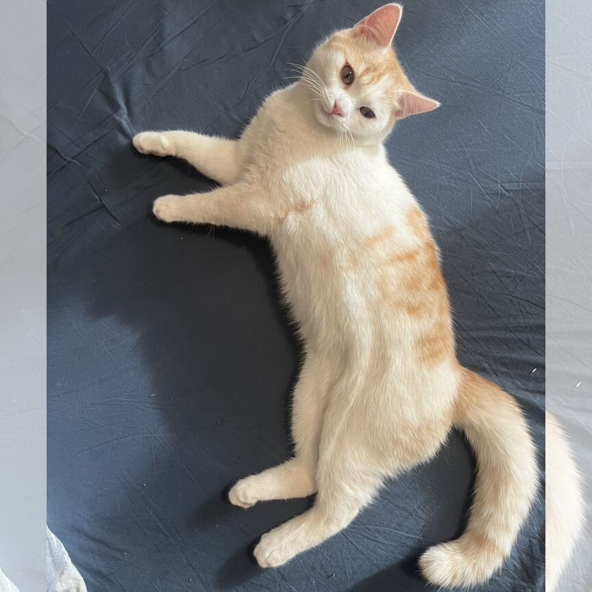 Отдам кота в добрые руки