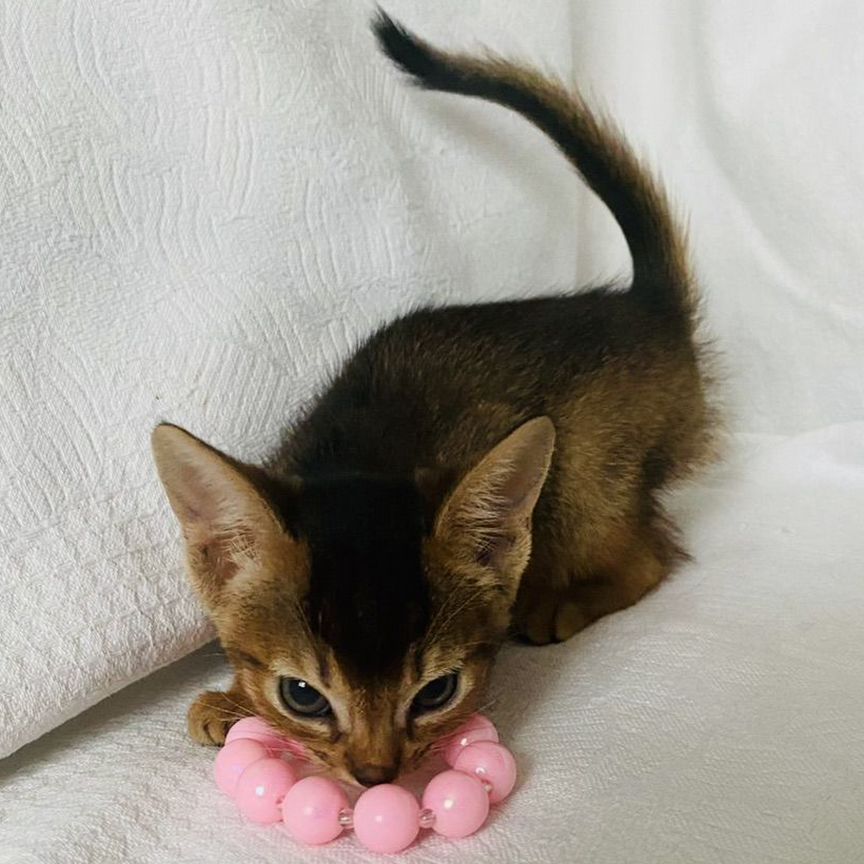 Абиссинский котёнок