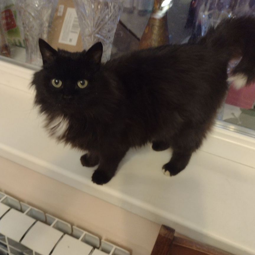 Красотка Жаклин ищет дом