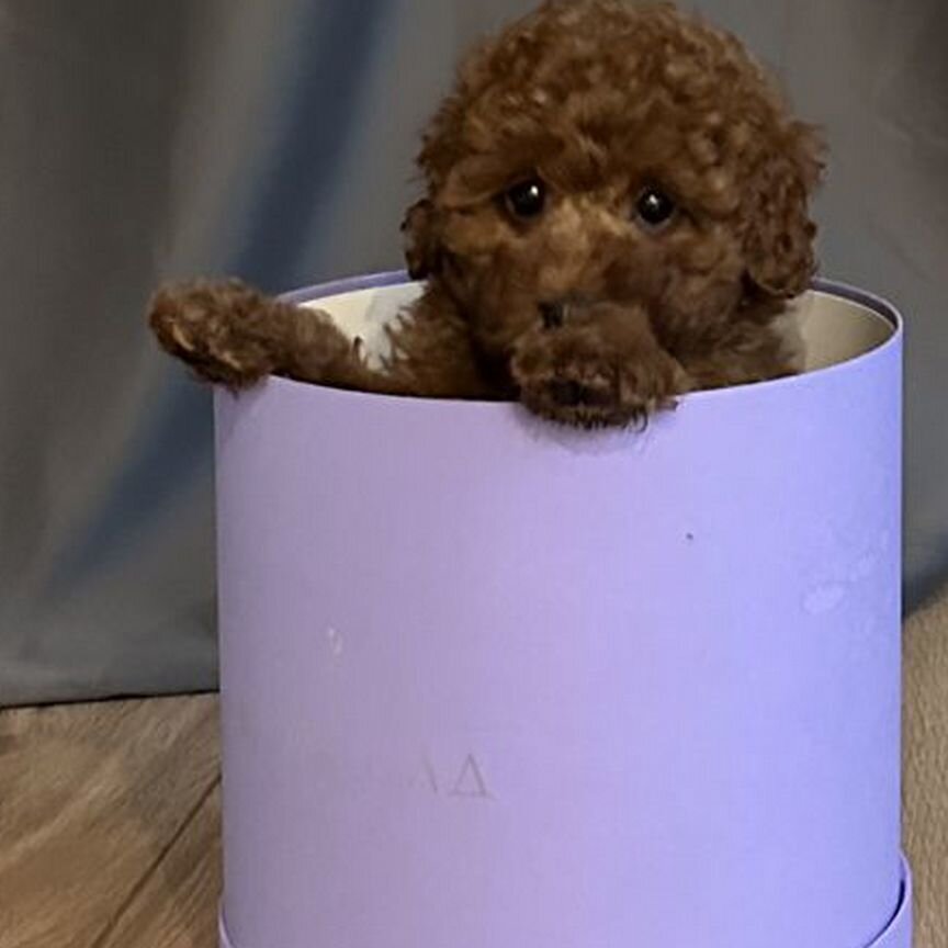 Той-пудель, щенок