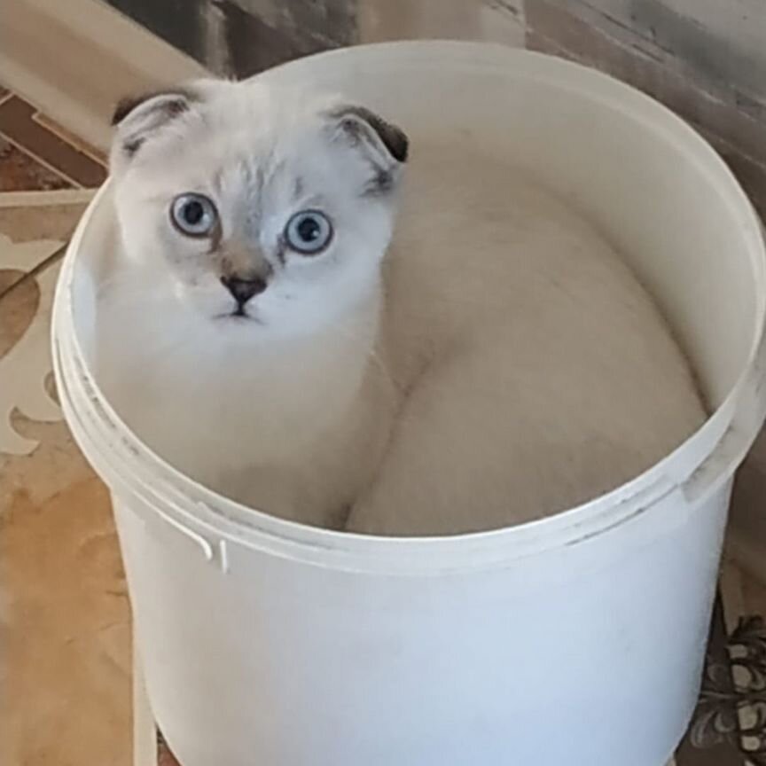 Продам "Шотландских вислоухих" котят