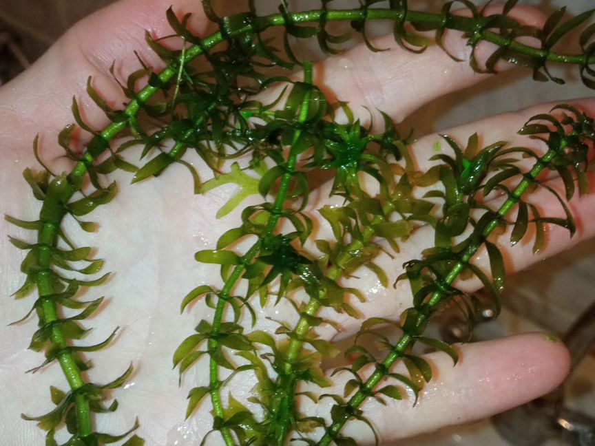 Водоросли для аквариума