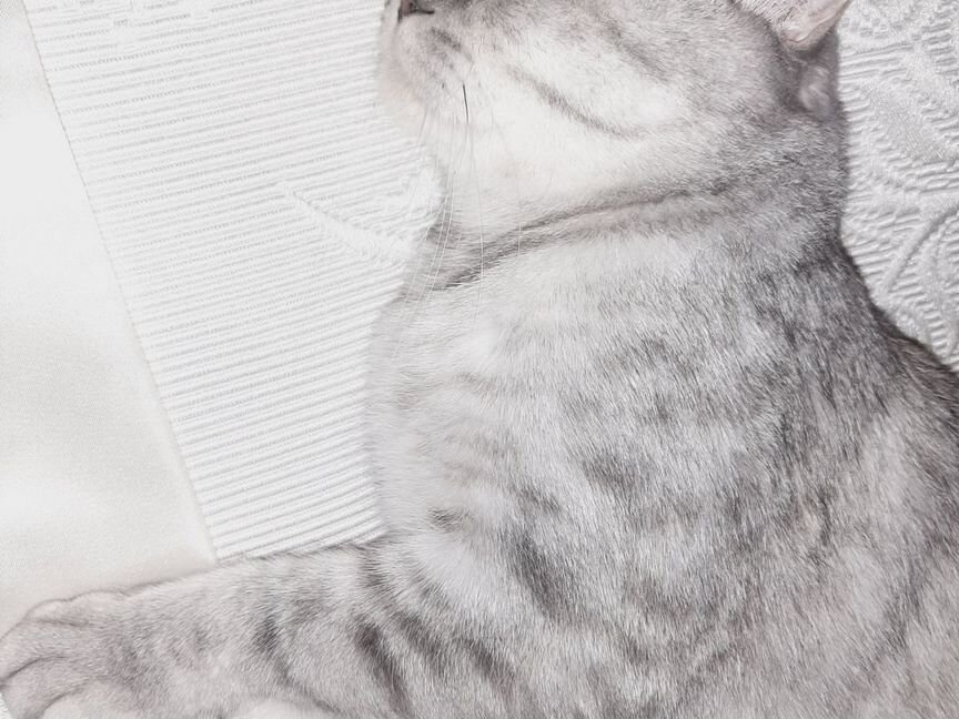 Кошка